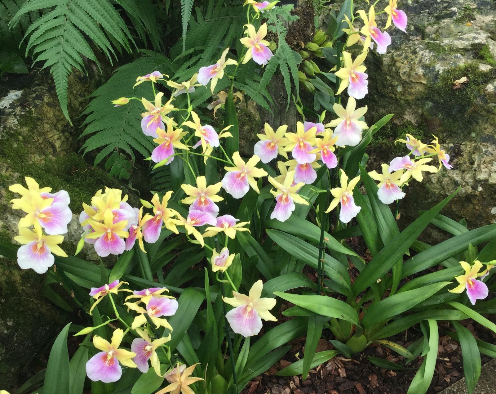 On the Bridge: Kew's Indian Orchid Festival Video