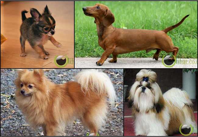 10 Jenis Anjing Mungil Imut yang paling Digemari di Dunia | SAS | Web Blog