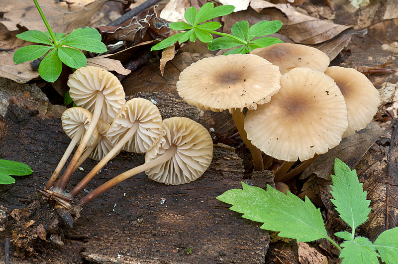 HONGOS DE AMERICA Y OTROS CONTINENTES: FAMILIA: Marasmiaceae; GENERO ...