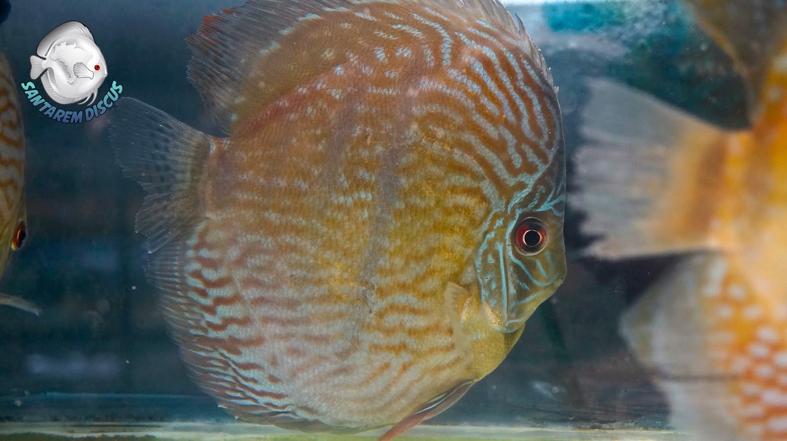Discus Since 1987 : The Most Rare Wild Discus