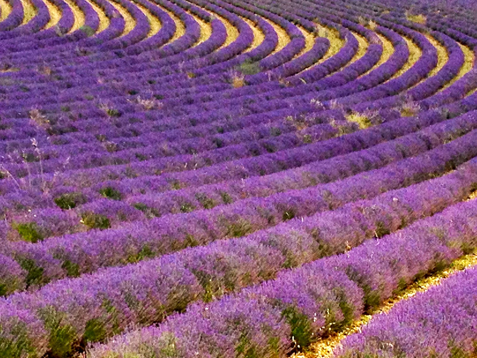 Laurel True: True Mosaics Studio