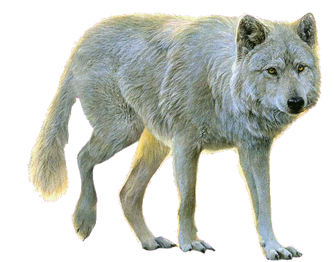 Chiens et Chats: Gifs animés Loups