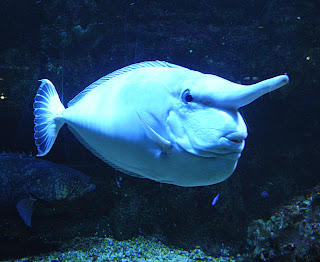 le blog de theoliane: L'aquarium de la Porte Dorée