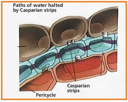 BIOLOGI GONZAGA: 111 SOAL JARINGAN TUMBUHAN