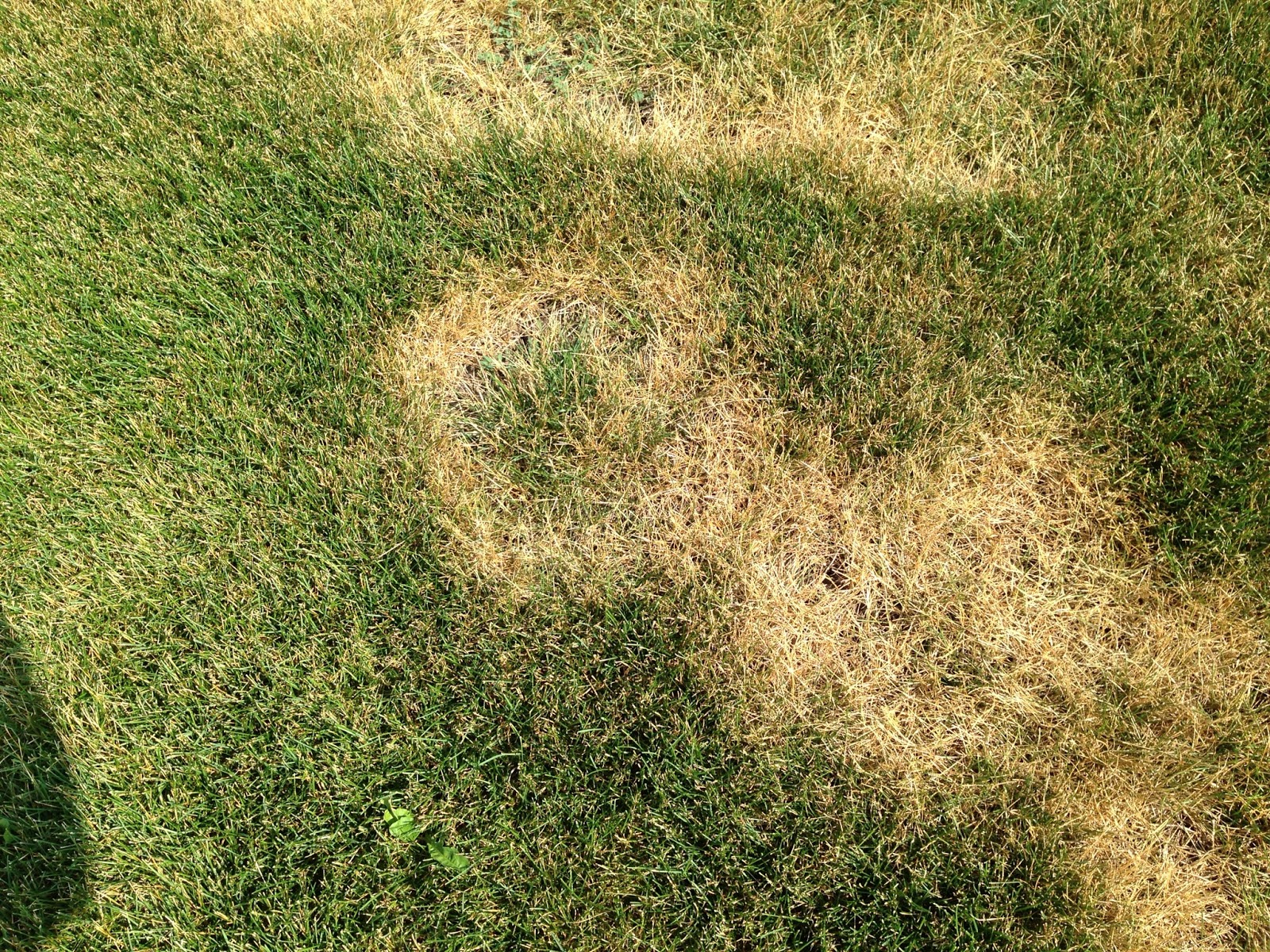 iaTURF: SUMMER PATCH AT HORTICULTURE RESEARCH STATION