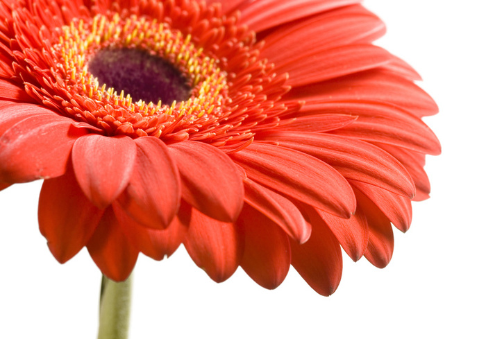 La comercializacion de las flores: GERBERA