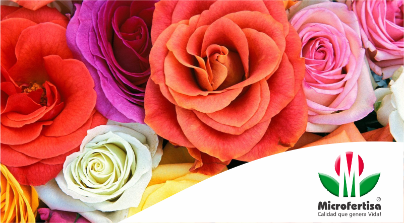 Microfertisa S.A: Evaluación de la aplicación edáfica de MF Prosiembra® sobre la deficiencia por ...
