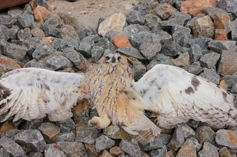 NATURAMETEO, majulada: Búho Chico muerto