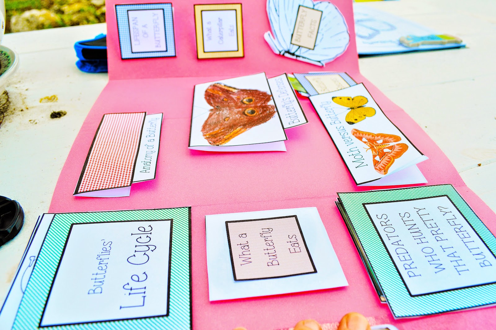 The Hermit Crabs Homeschool: All About Butterflies