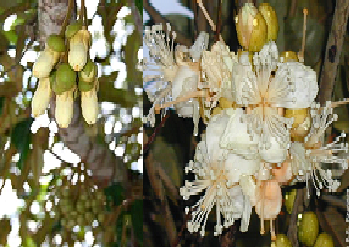 Herba & Tumbuhan: DURIAN