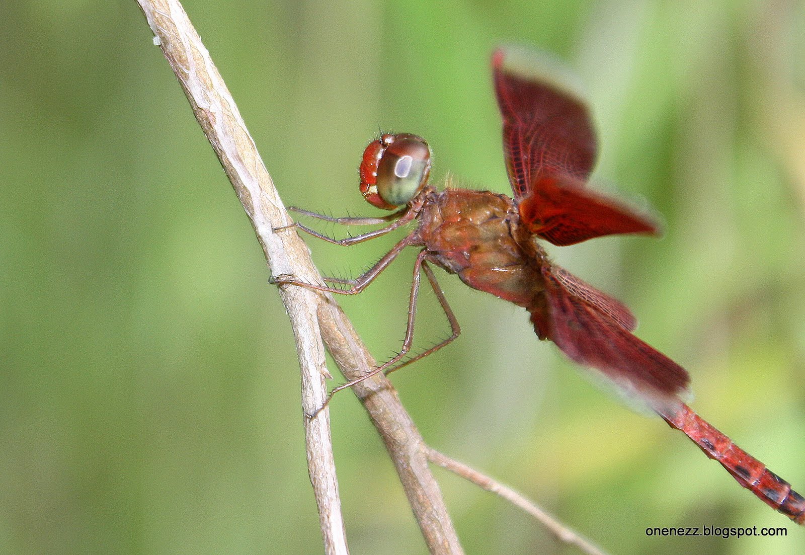 Tropical Nature Photos: Red Dragonfly