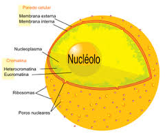 La Biología y sus Ramas: Núcleo y sus partes