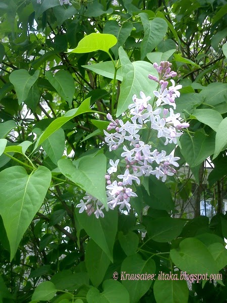 Kruusatee: Sireli, sireli...