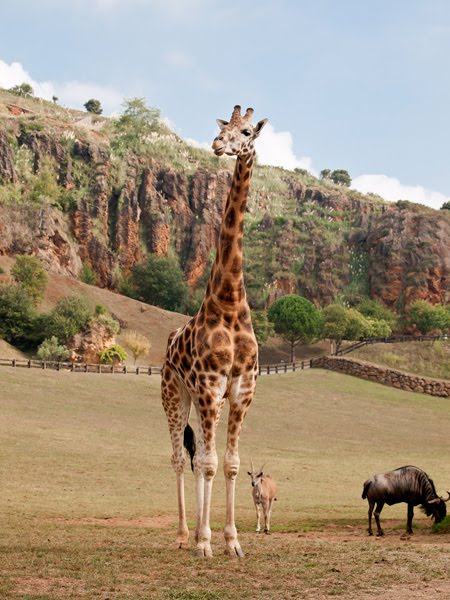 P.S.P Proyecto para la Salvación del Planeta: Jirafa (Giraffa ...