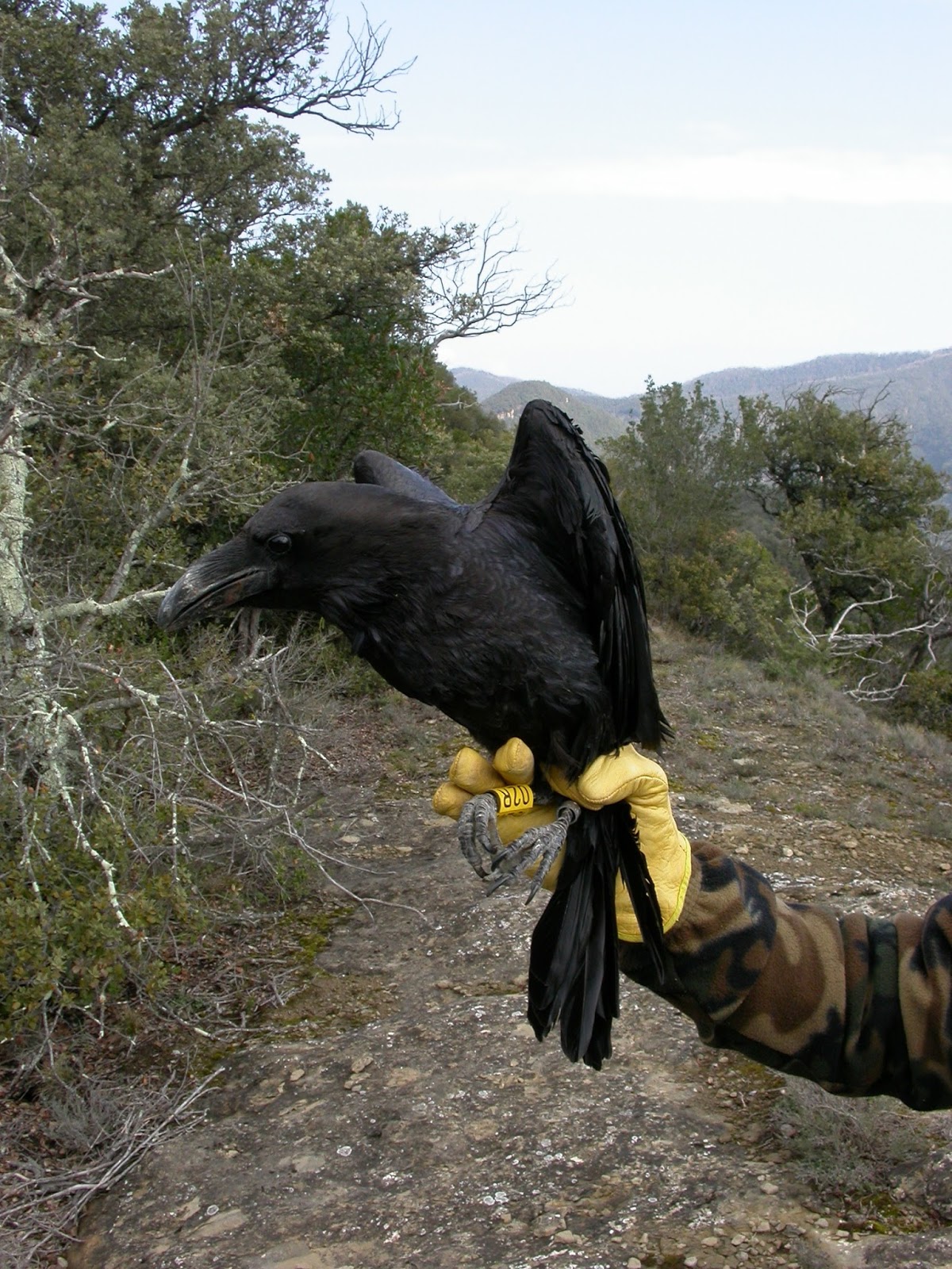 ASSOCIACIÓ PELA-ROQUES: EL CORB