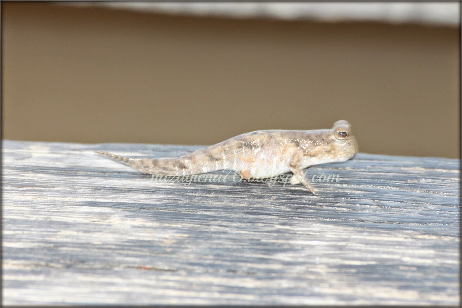 ! My Lovely Family Blog !: Ikan Belacak dan Ikan tembakul