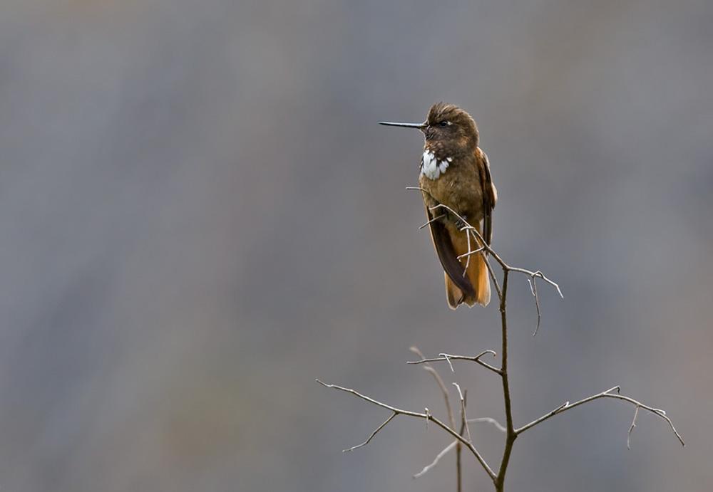 Tierra de pelícanos, cormoranes, aningas y alcatraces: Colibrí ...