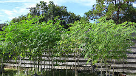 MyRokan: Interesting Things About Moringa Oleifera