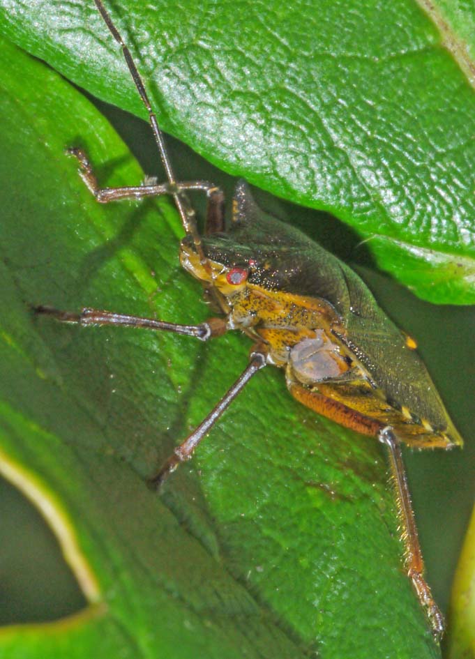 CABINET OF CURIOSITIES: Shield bug