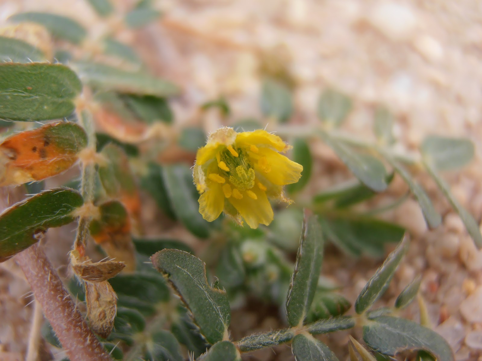 ABROJO (Tribulus terrestris): La máquina de pinchar bicicletas ...