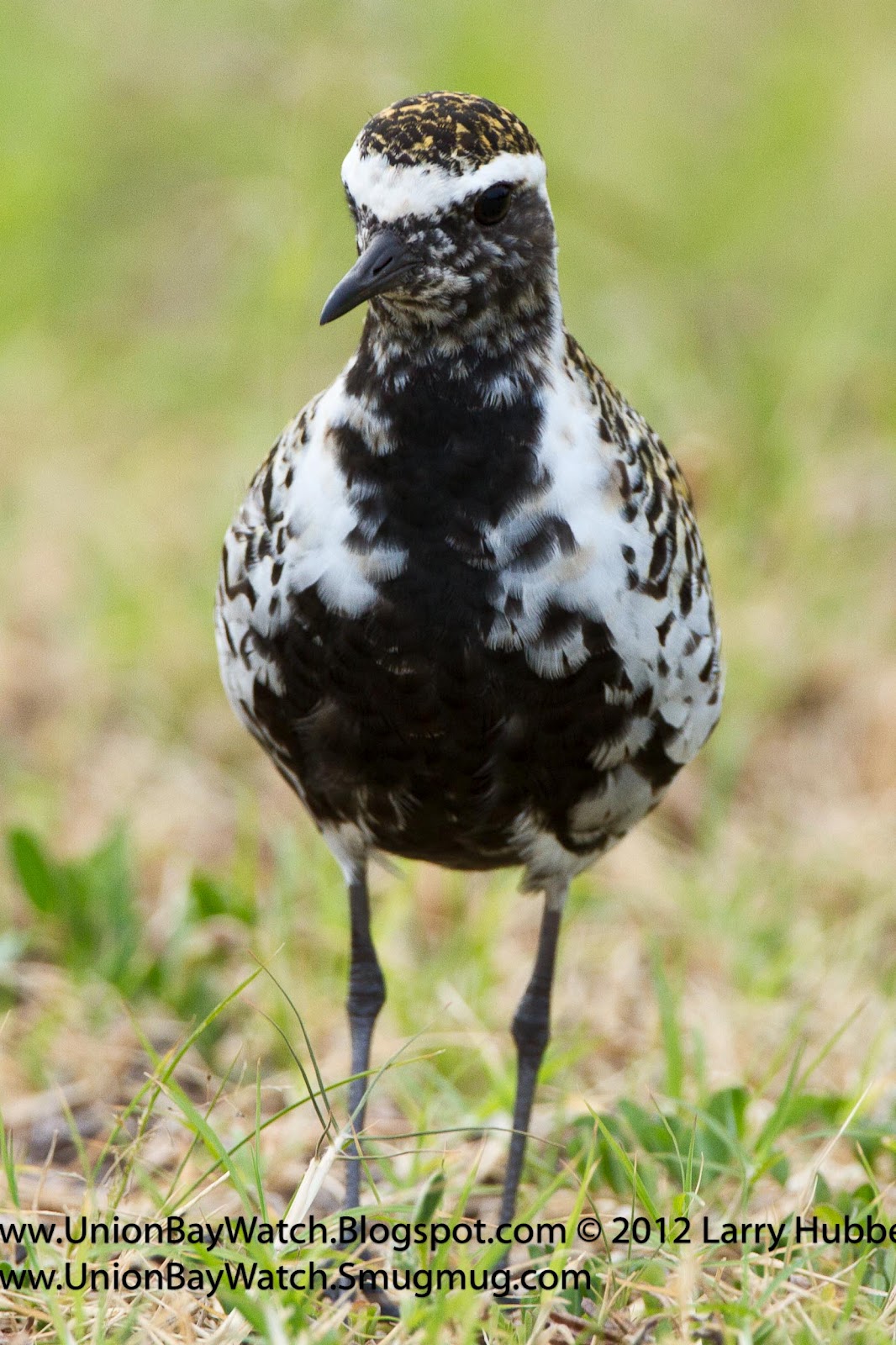 Union Bay Watch : Kauai Bird Challenge