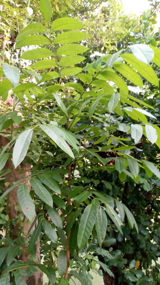 Mahogany Tree