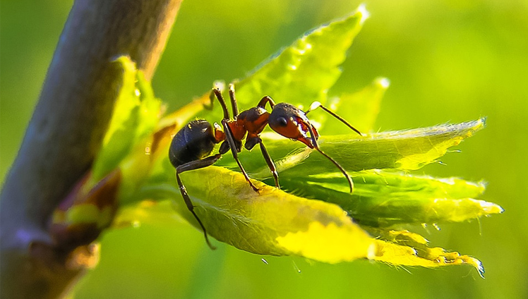 Virtuosa e Rara: A Formiga “Sabe-tudo”