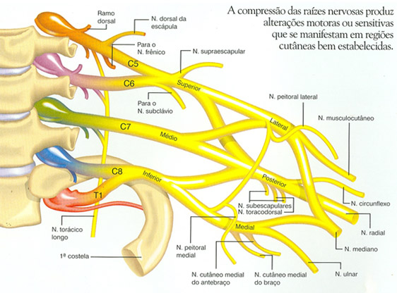 Ciencias Biologicas: A PRACTICAR PLEXO BRAQUIAL