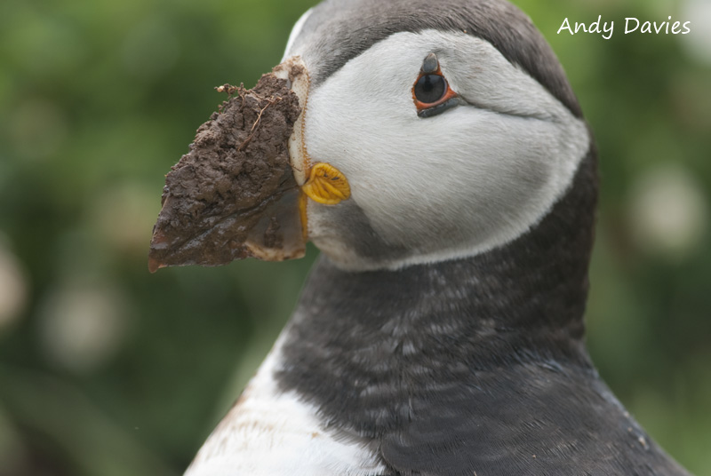 Pembrokeshire Wildlife: July 2011