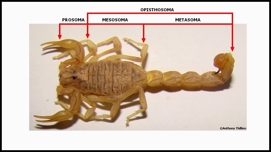 Le monde des scorpions : les scorpions