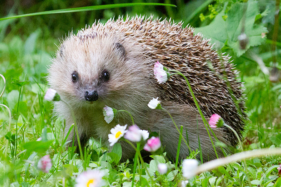 1000+ images about Finnish animals on Pinterest | Reindeer, Country of ...