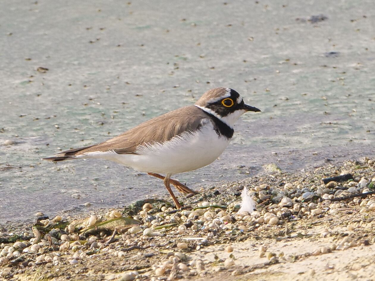 CAMBRIDGESHIRE BIRD CLUB GALLERY: Little Ringed plover