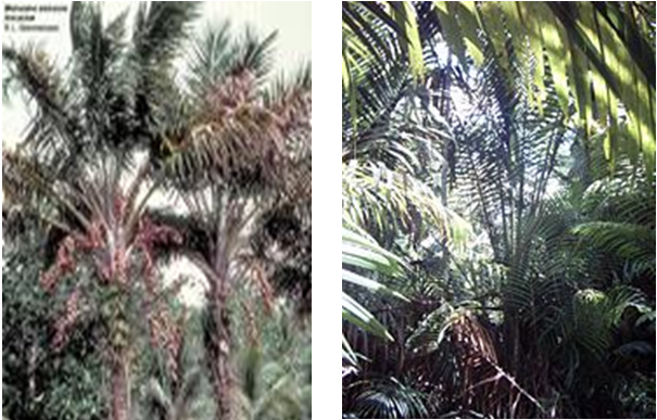 Teknik Budidaya Tanaman Sagu ~ syam artikel