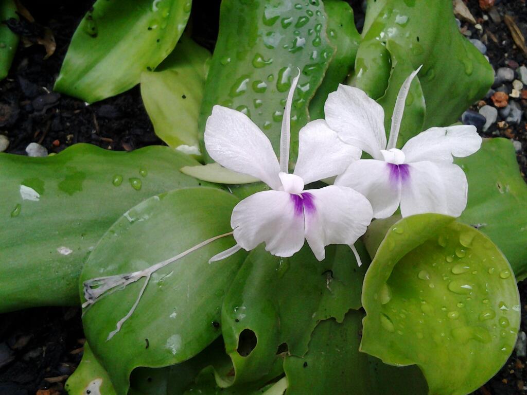 Passion Blooming in Spring