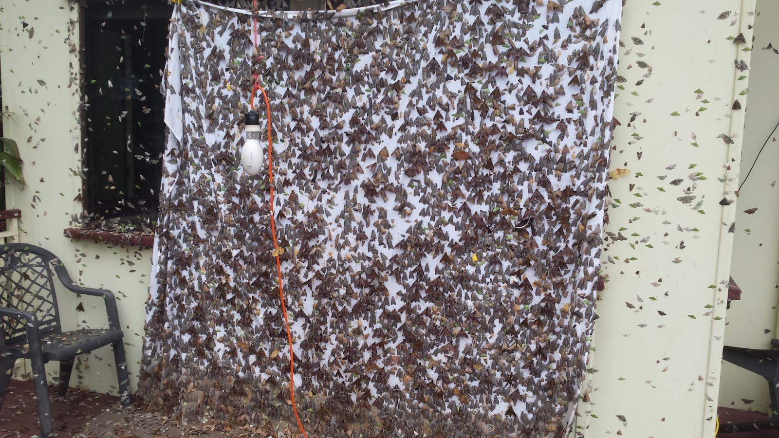 BunyipCo: National Moth Week