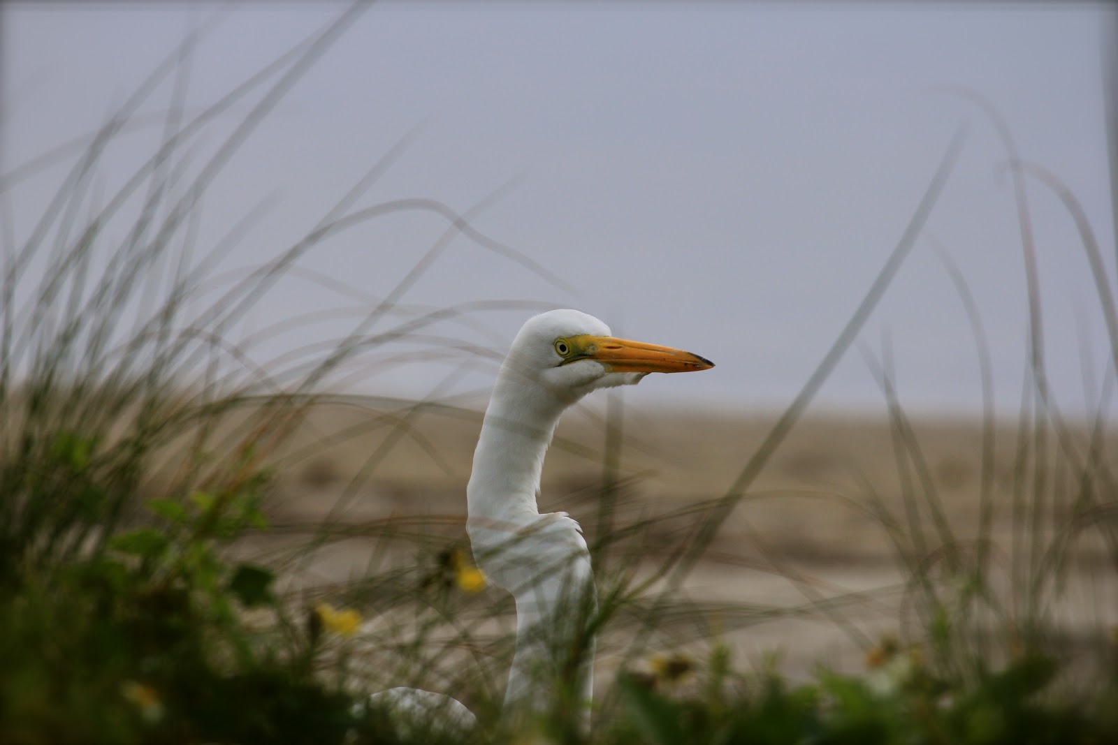 Somewhere in NJ: Big white birds