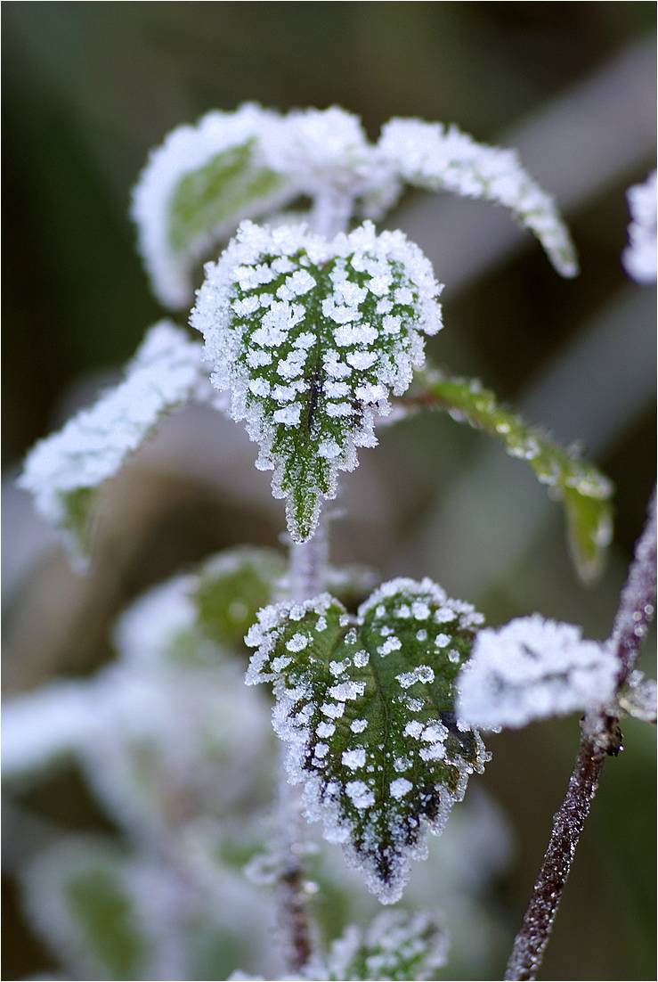 How I Learned to Stop Worrying and Love the Nettles ~ Kuriositas