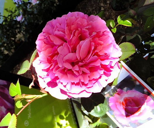 Postcards from Paris: Journées de Patrimoine