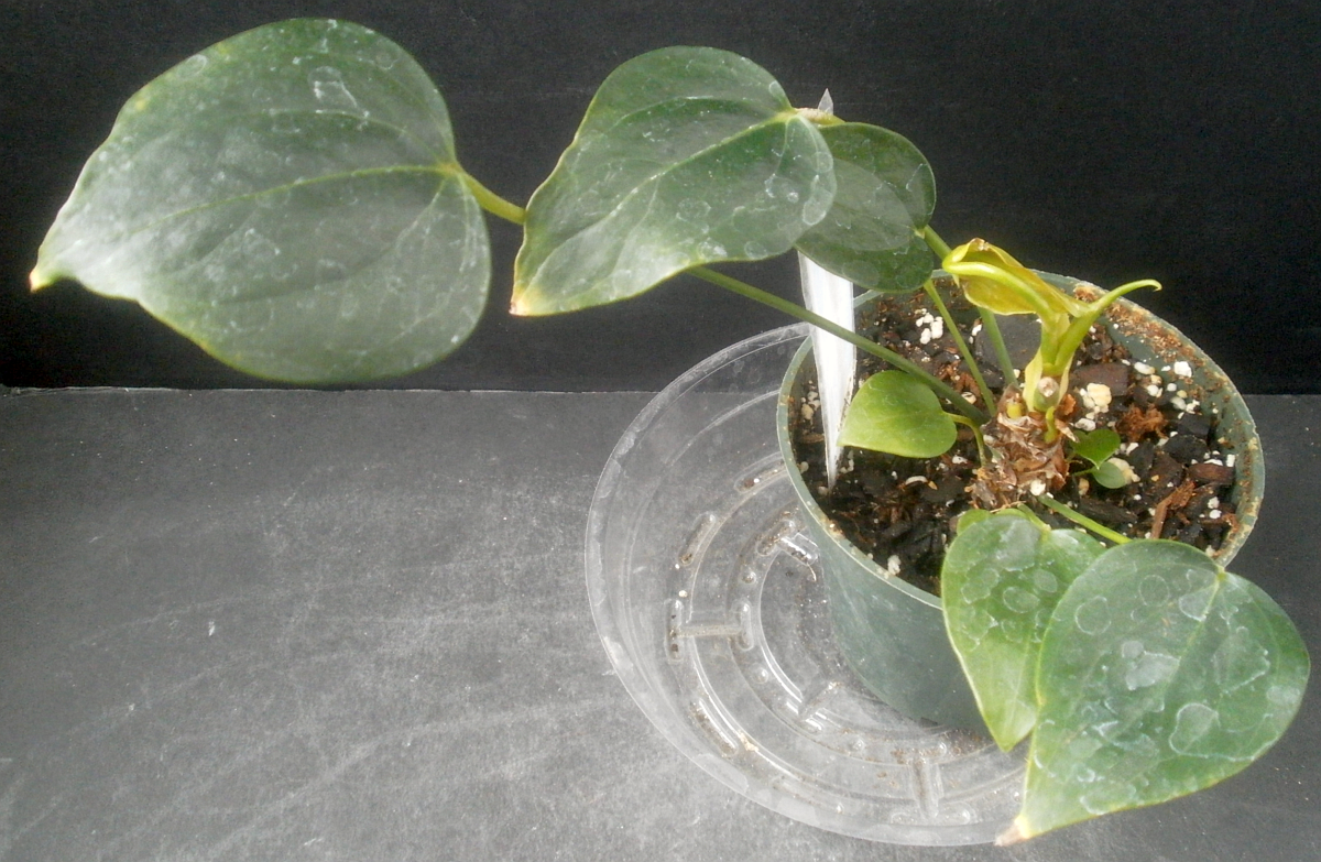 Plants are the Strangest People: Anthurium no. 0366 "Maureen Biologist"