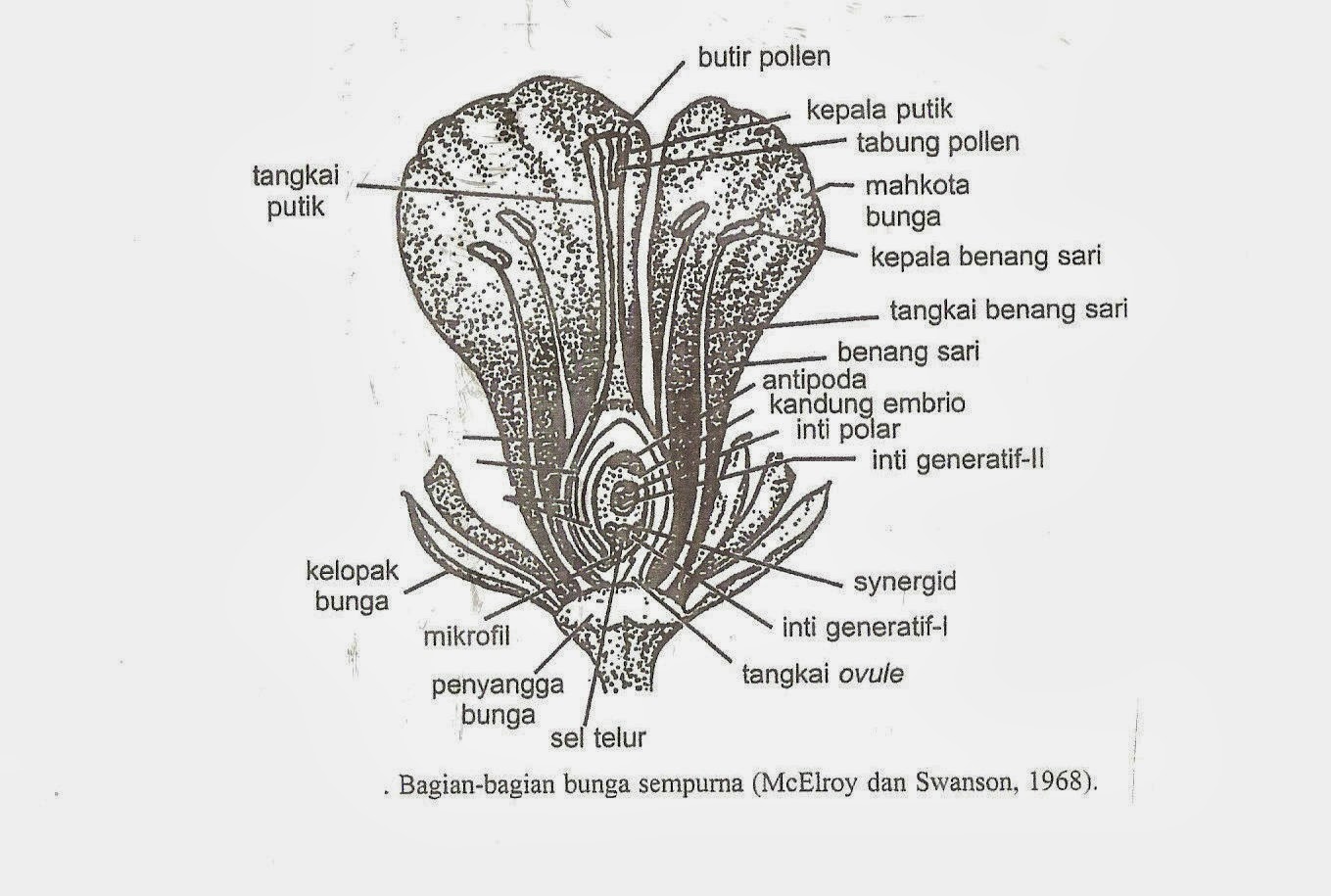 PERKEMBANGAN BIAKAN TANAMAN | "BLOG TANI NELAYANKU"