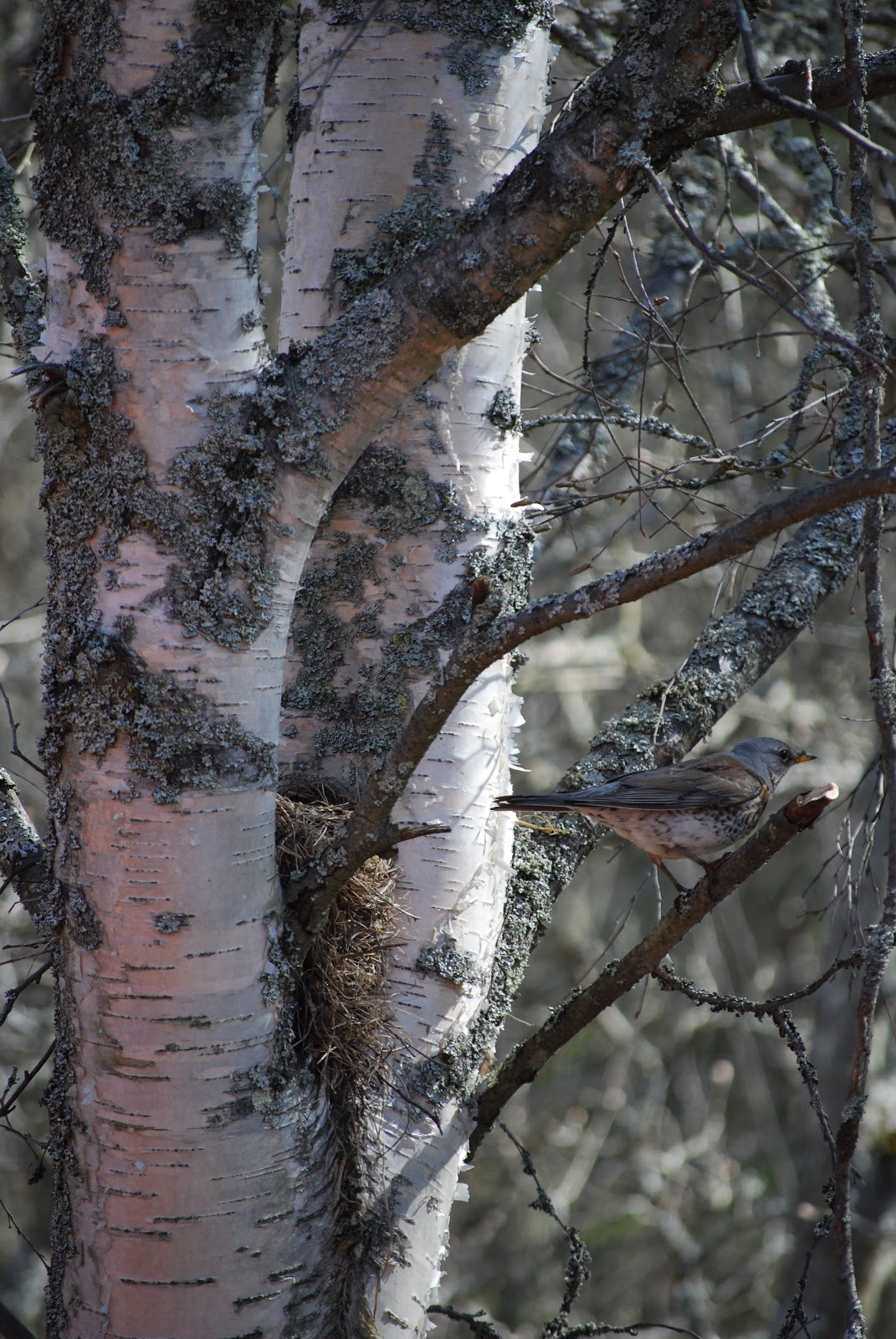Adventures in Sweden: spring at the 63rd parallel… the long thaw