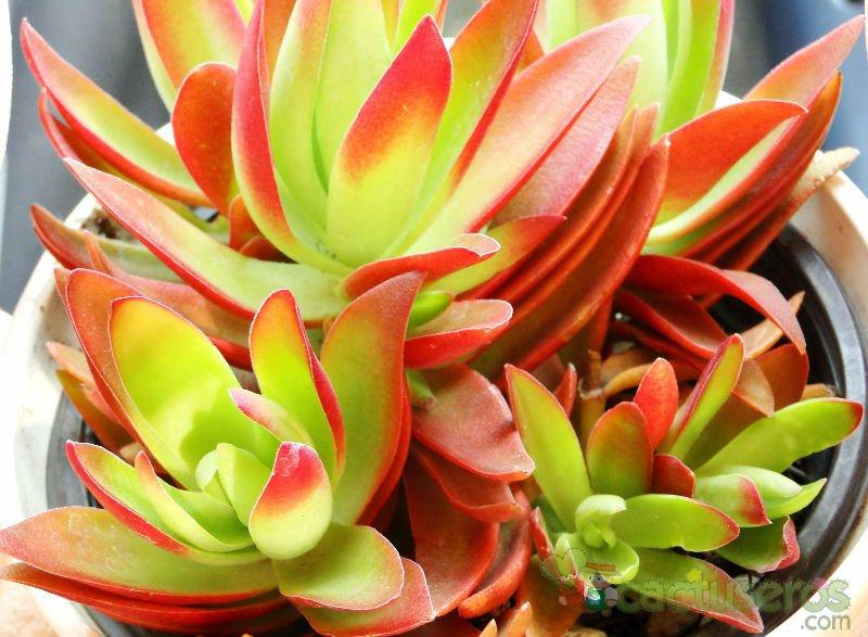 PLANTAS SUCULENTAS E FOLHAGENS ORNAMENTAIS: Crassula capitella ...