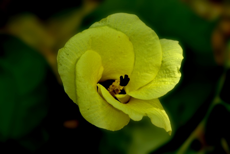 DIPTA - Lombok Matur Pawikan: Lombok – Pujawali Ketika Gugur Kembang Waru