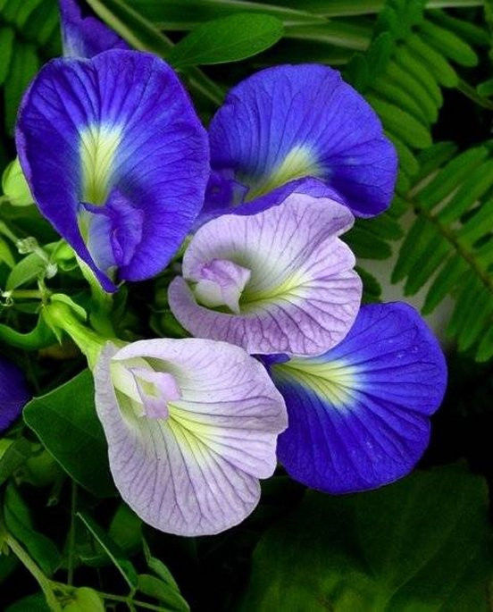 Plants Growing In My Potted Garden.: How to Grow Butterfly Pea Vine In ...