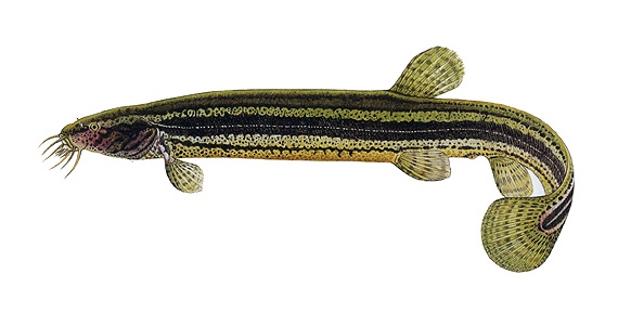 Pescar amator: SPECII DE PESTI DIN ROMANIA