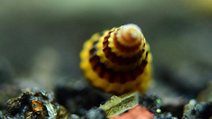 Mengenal keong Assassin - si keong pembunuh ~ Aquascape Batang