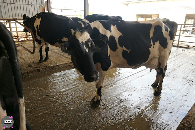 Melawat Ladang Susu Lembu Farm Fresh di Holstein Milk Company