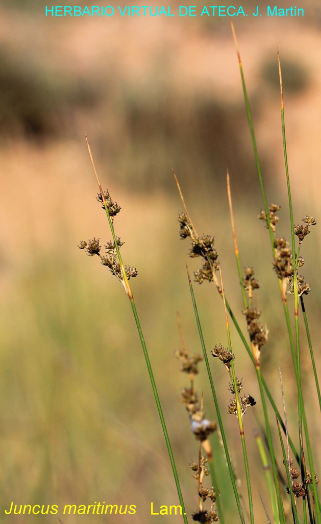 Flora silvestre de Ateca: Juncus maritimus.