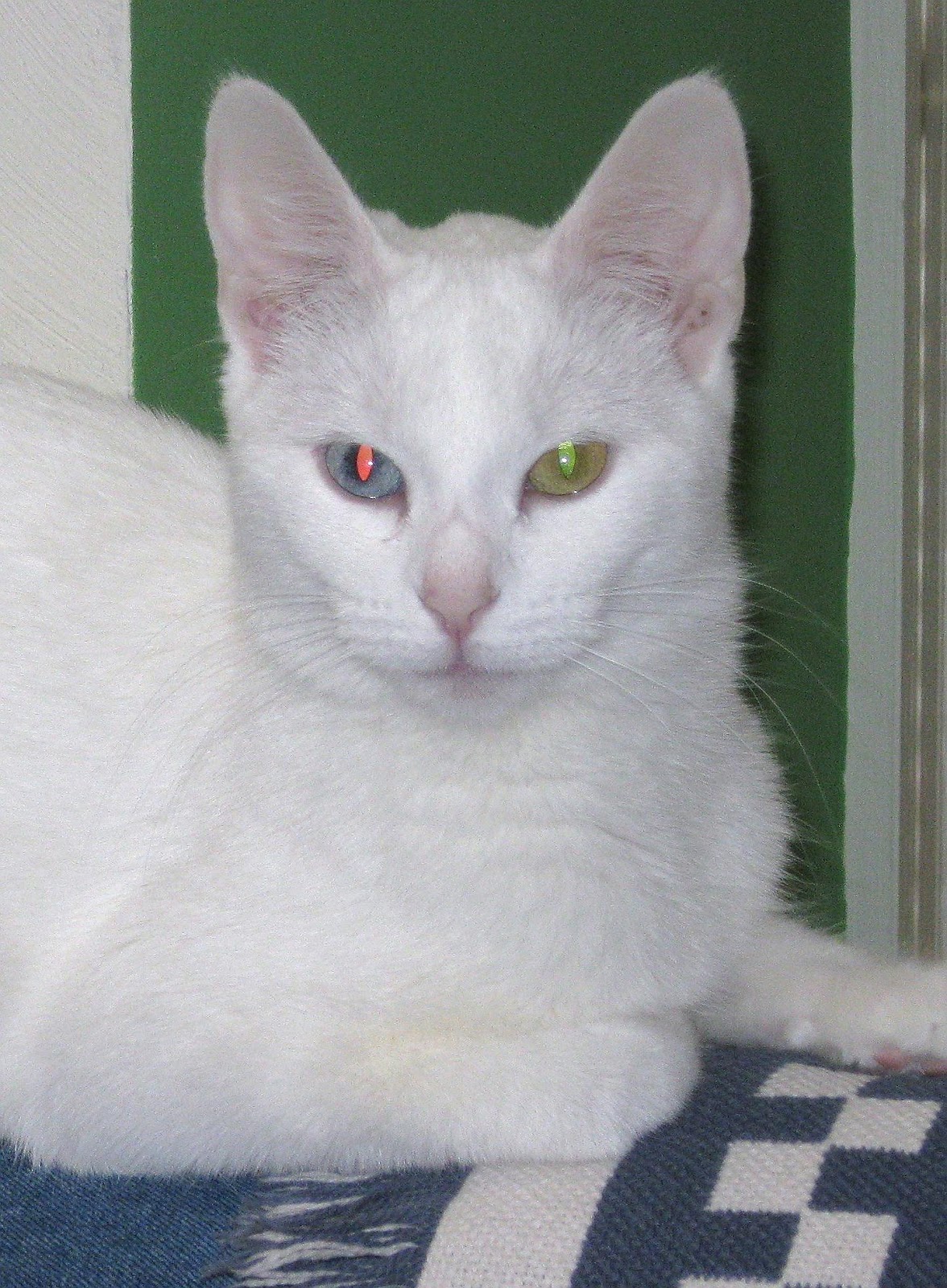 Leslie's Art and Sew: Cats and Dogs Rule!