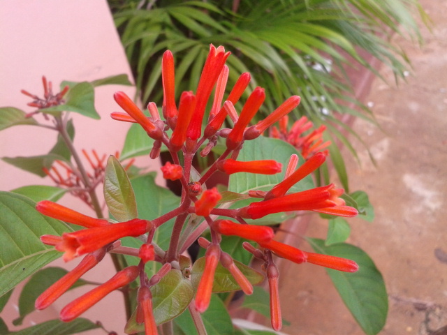 De Tudo Um Pouco!: Amélia